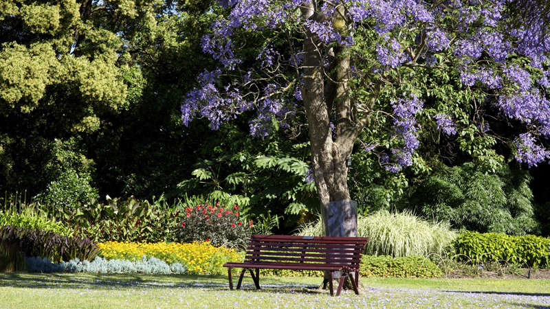 In Bloom: Springtime in Victoria - Borneo Insider's Guide